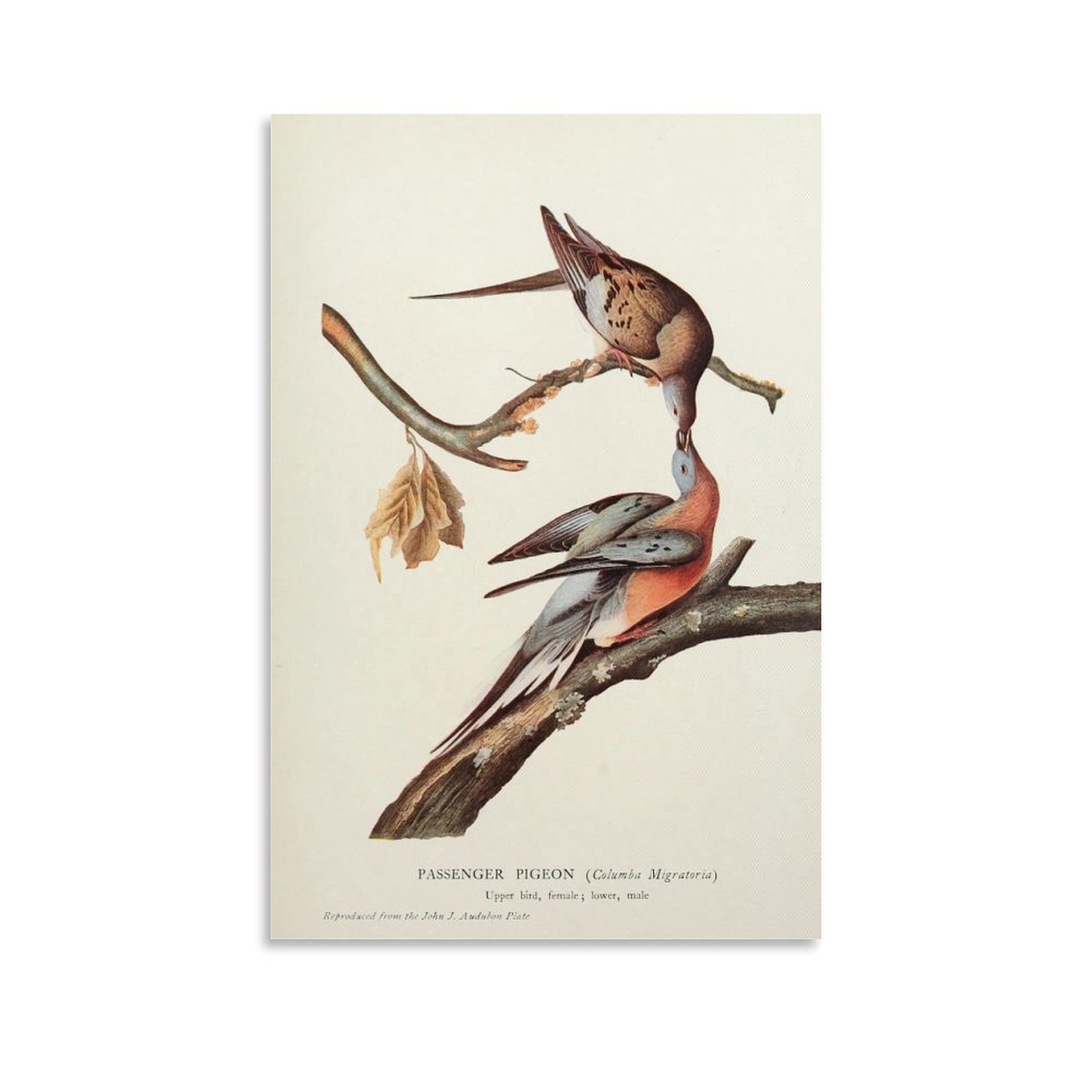 American Bird Artists John James Audubon Passenger Pigeon Poster ...