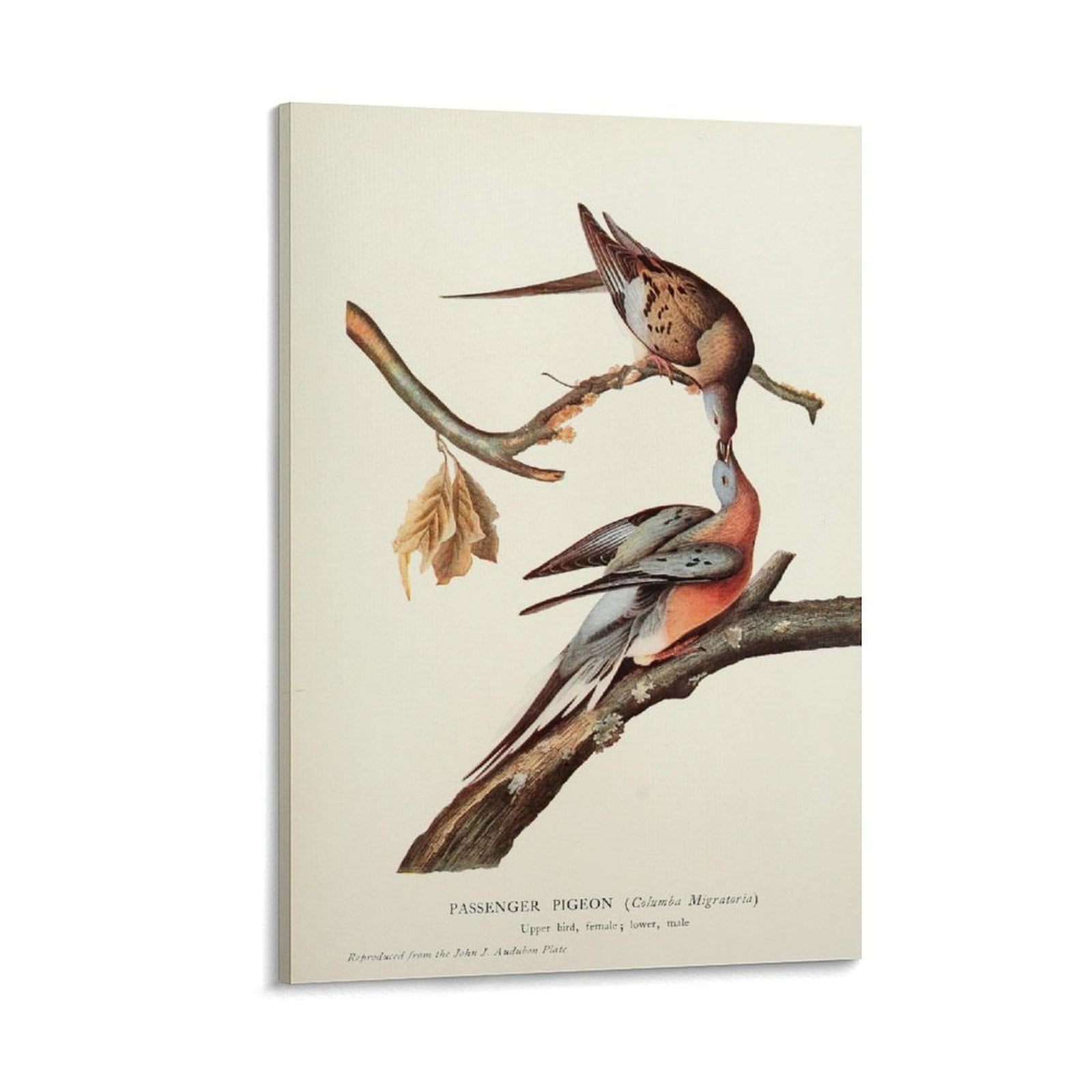 American Bird Artists John James Audubon Passenger Pigeon Poster ...
