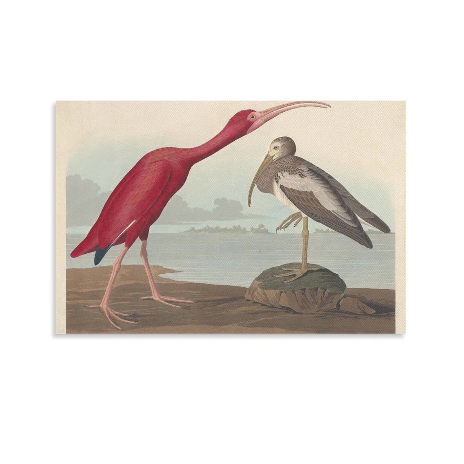 American Bird Artists John James Audubon Scarlet Ibis Poster Canvas ...