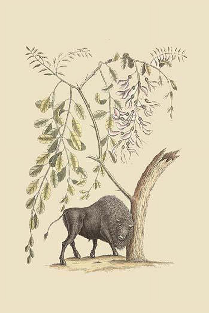 American Bison-Fine Art Canvas Print (20" x 30") - Walmart.com