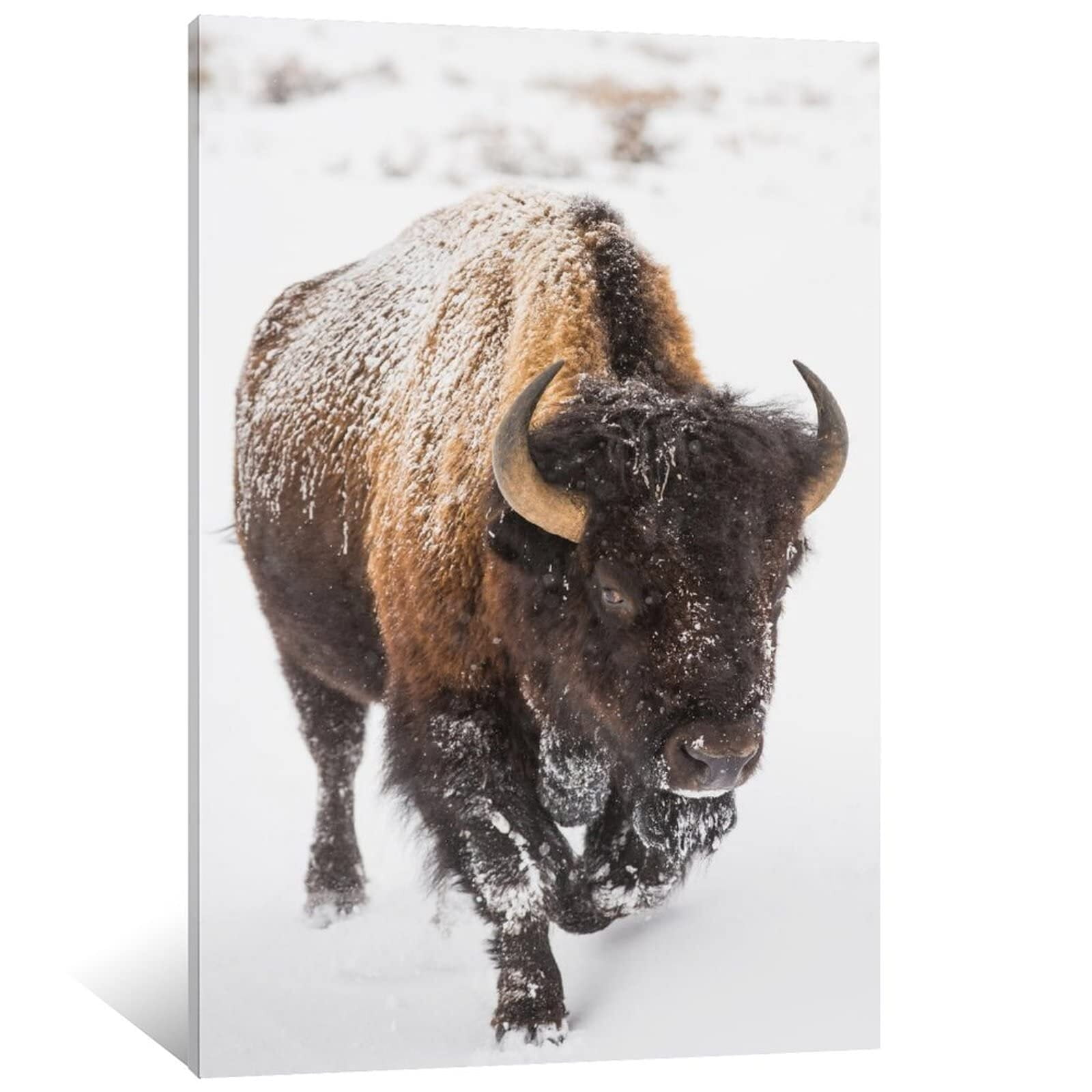 American Buffalo in Snow Original Animal Poster Close Up Photo Wild ...
