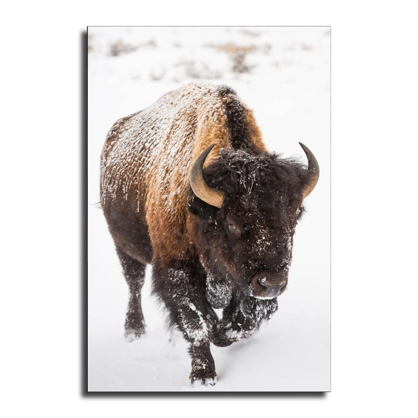 American Buffalo in Snow Original Animal Poster Close Up Photo Wild ...
