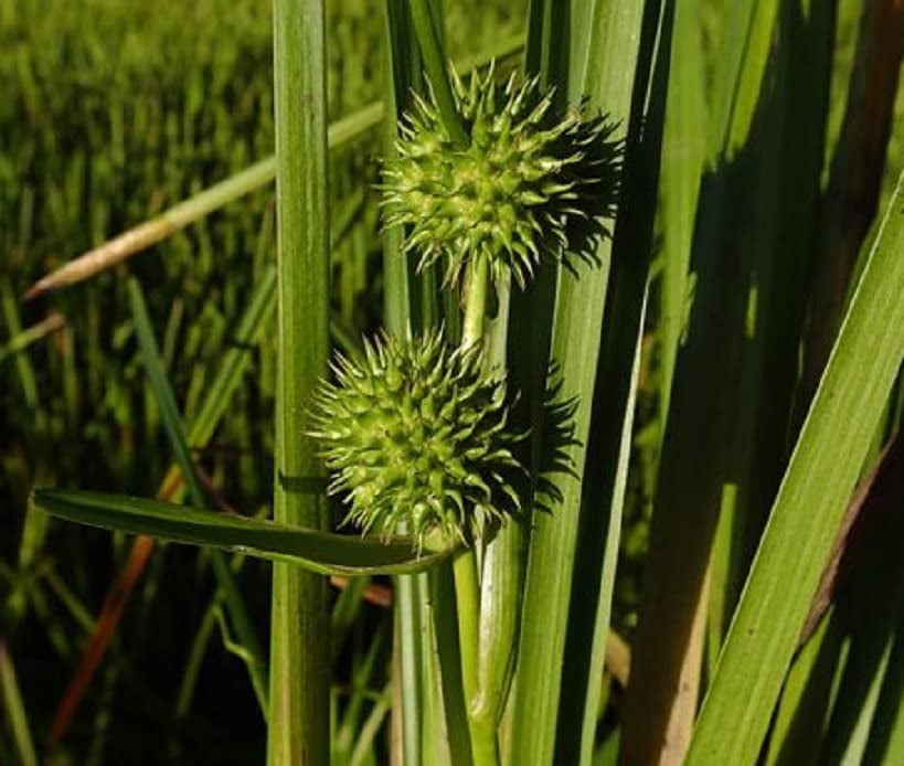 American Bur Reed Seeds for Planting (50 Seeds) - Sparganium americanum ...