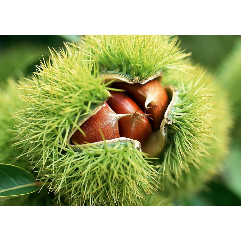 American Chestnut Fruit