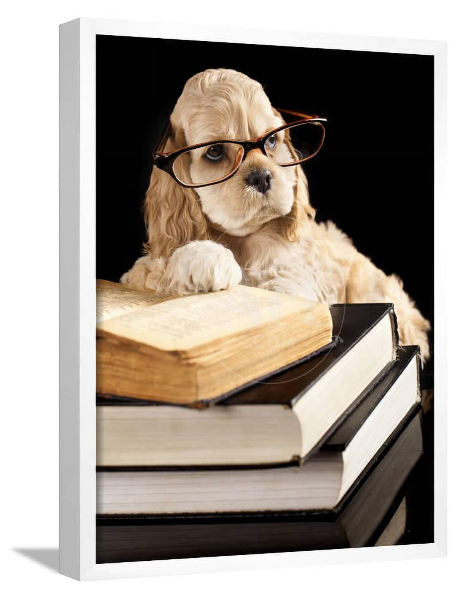 American Cocker Spaniel Wearing Reading Glasses, Animals Figurative ...