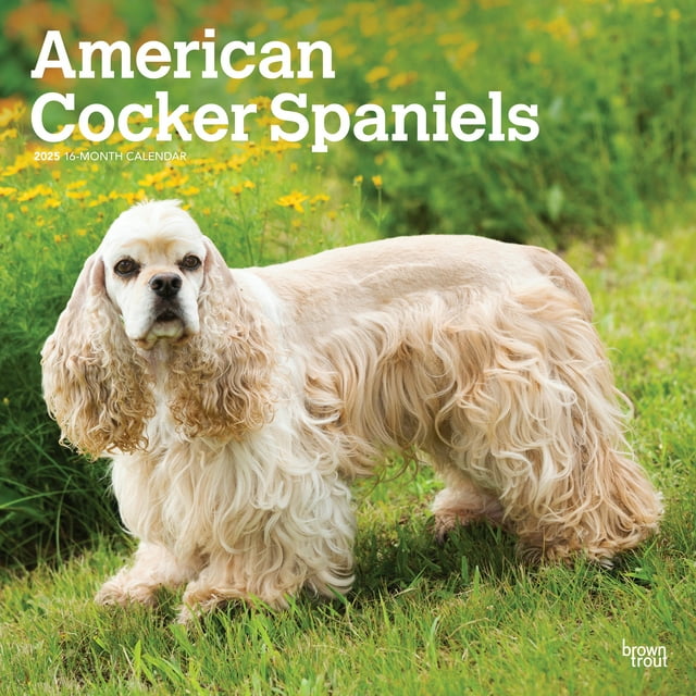 American Cocker Spaniels | 2025 12x24" (Hanging) Square Wall Calendar ...