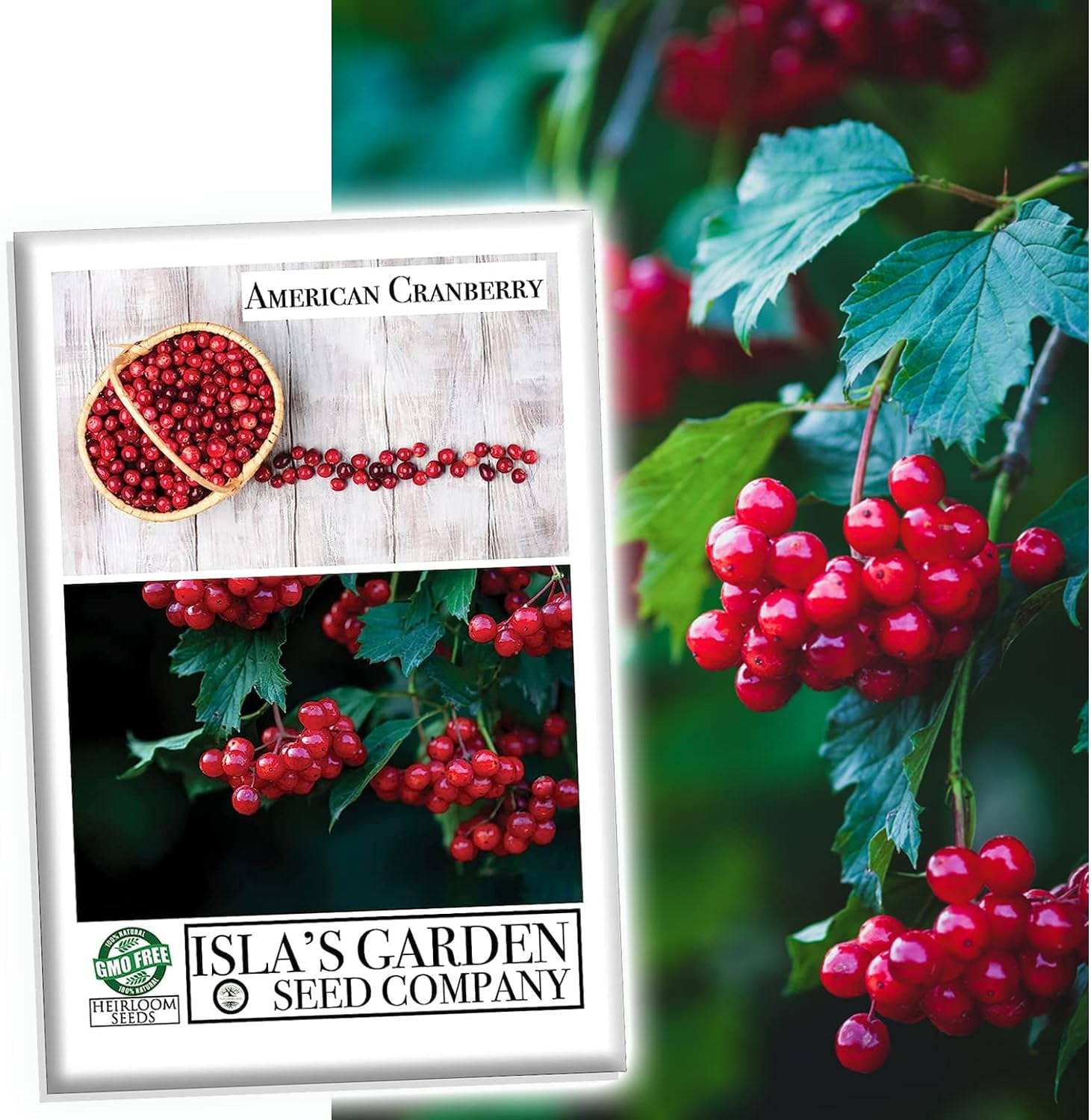 American Cranberry Bush/Shrub Fruit Seeds, 25 Seeds,70-85% Germination ...