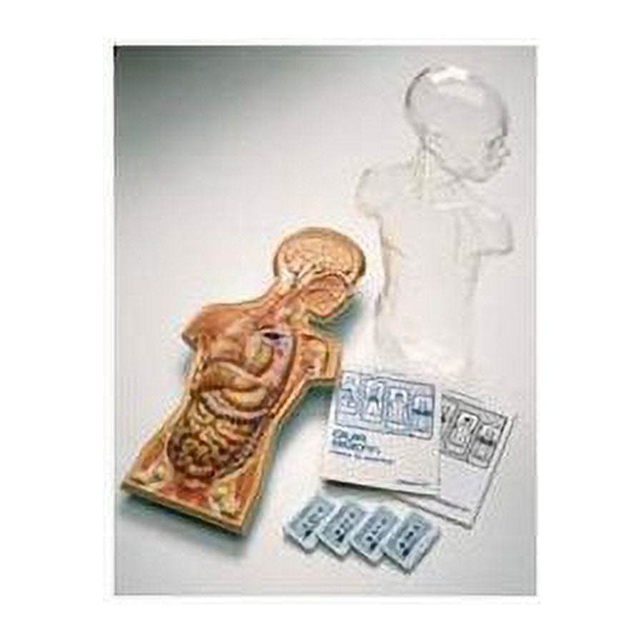 American Educational Products 2006 Human Torso 3D Model - Walmart.com