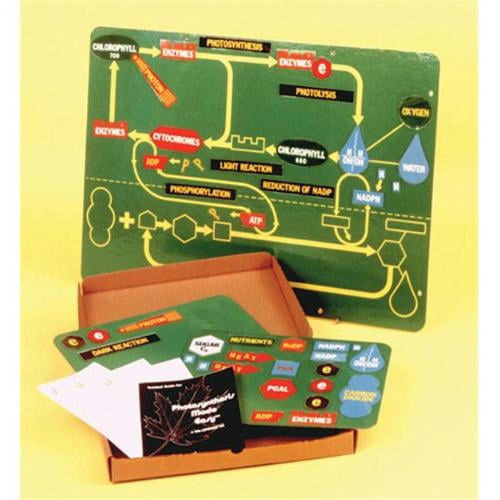 American Educational Model-Photosynthesis Made Easy Kit - T-605 ...
