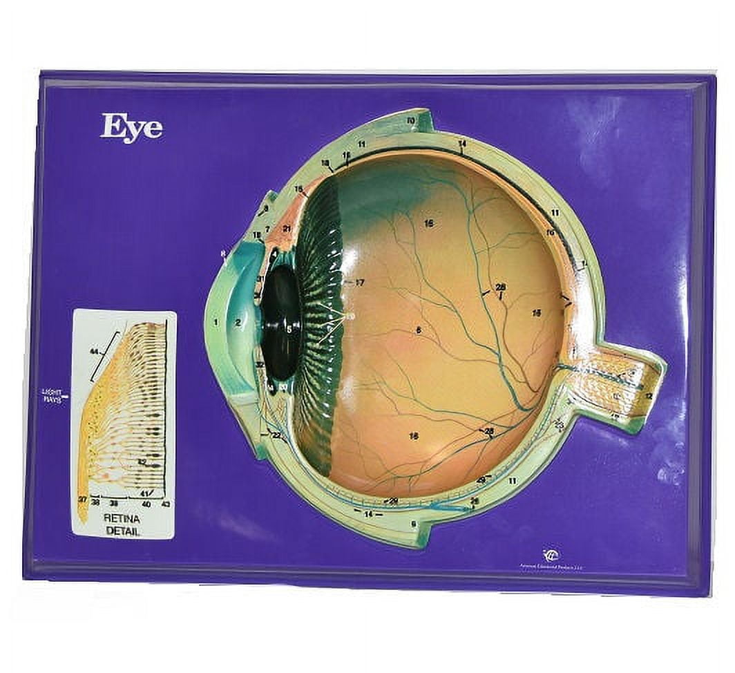 Eye Models