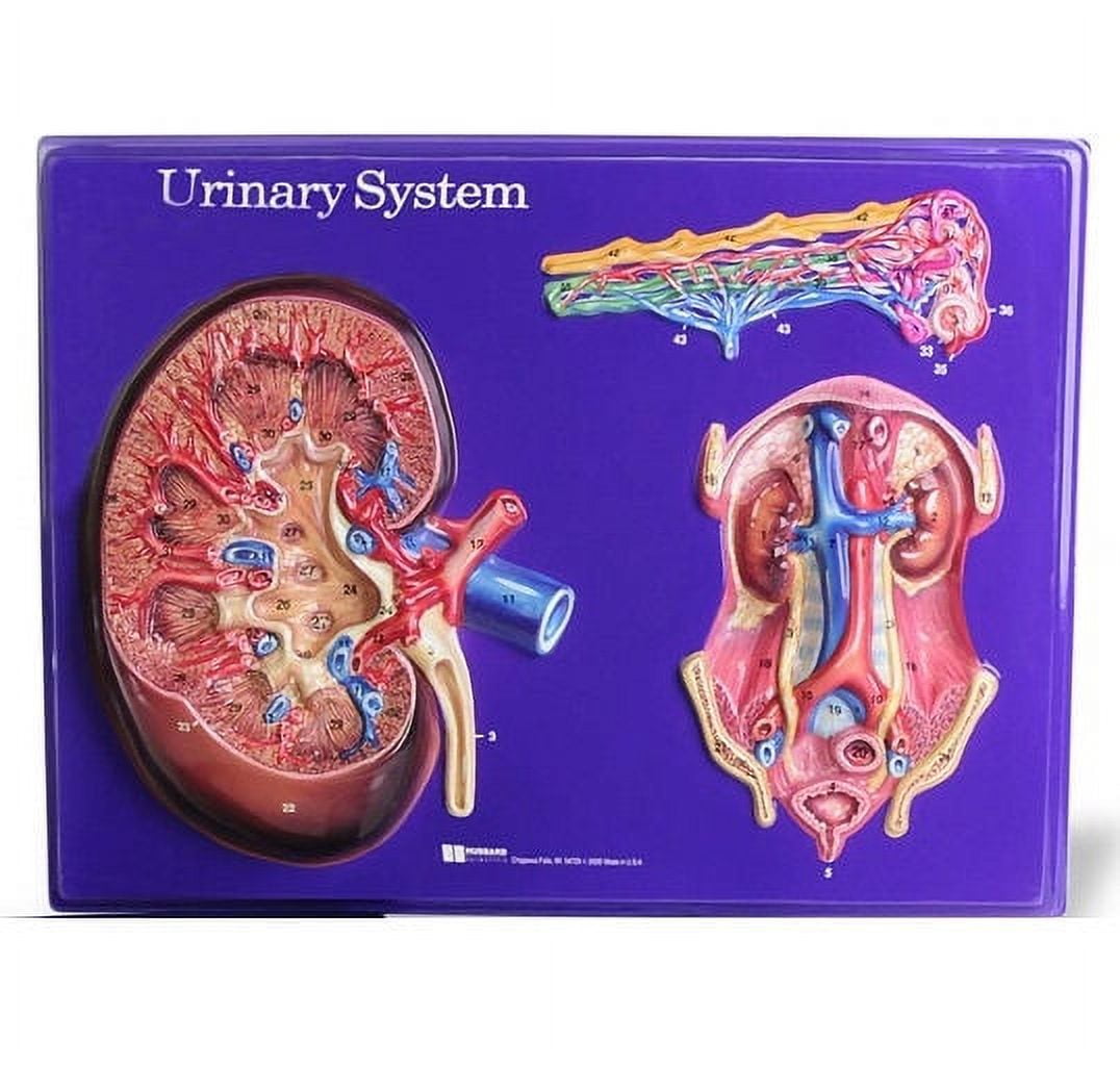 American Educational Products 2675002 Urinary System Model - Blue ...