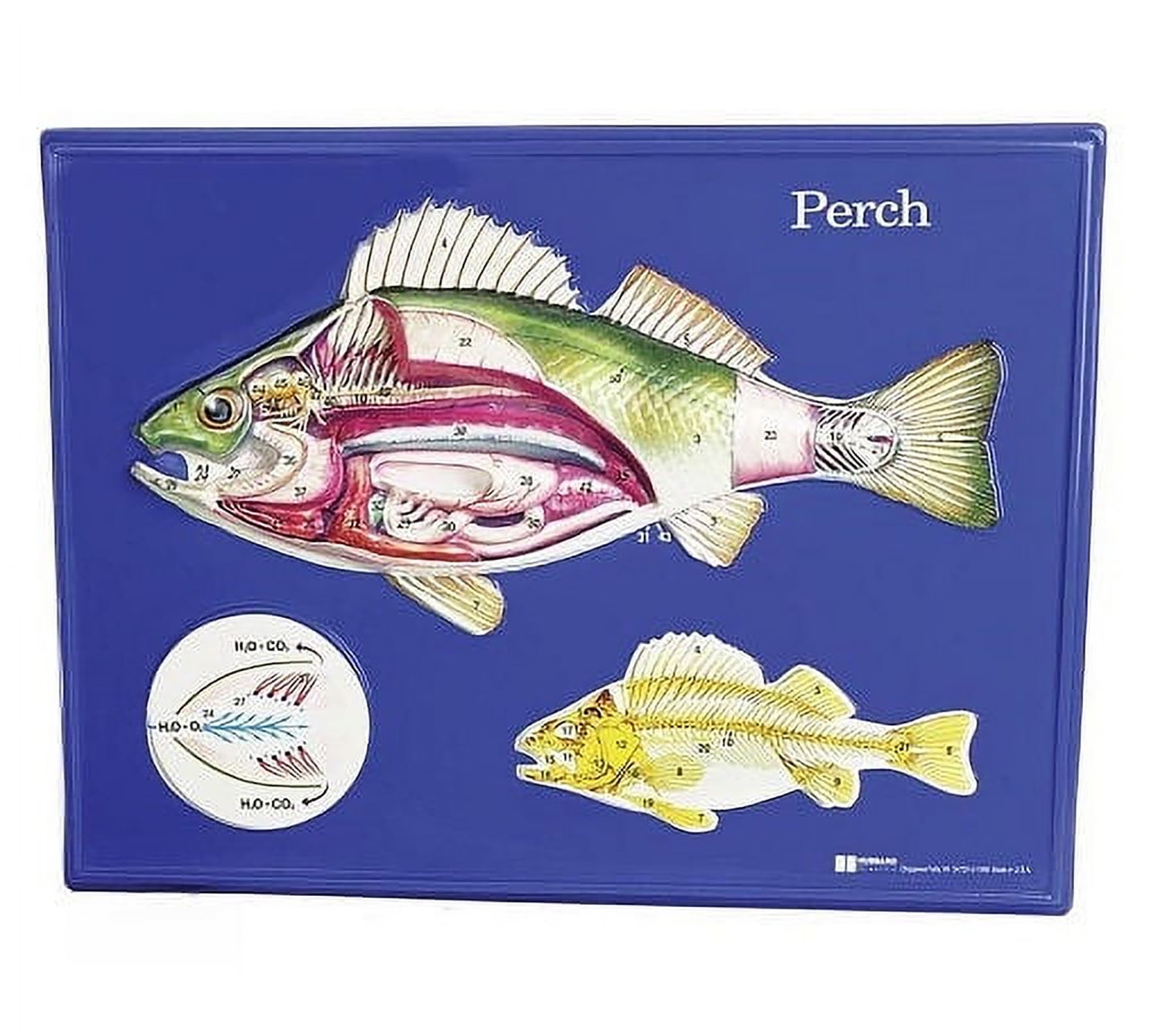 American Educational Products 2754002 Perch 3D Model - Blue - Walmart.com