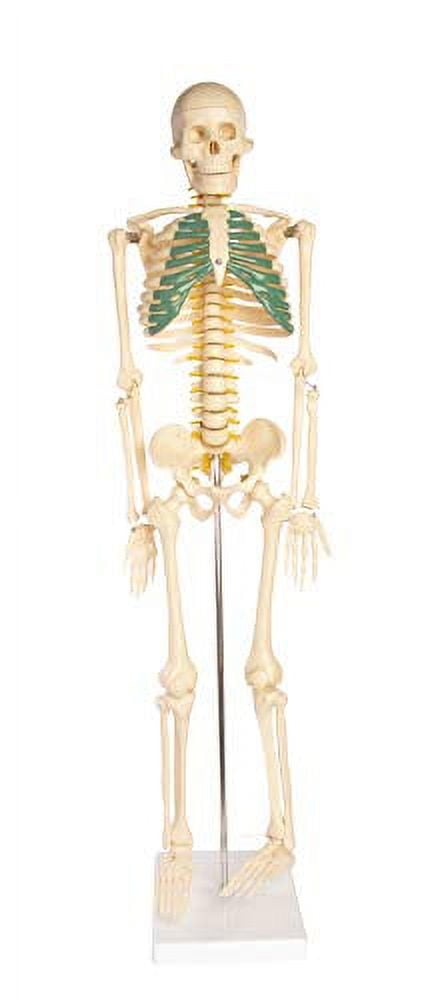 American Educational Products American Educational Skeleton Model with ...