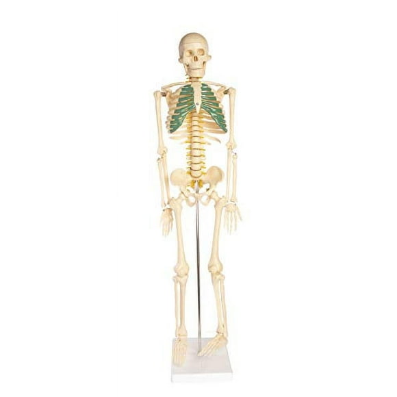 Life Size Human Skeletons