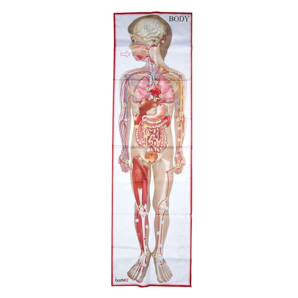 American Educational Products BIQ-3 Body IQ Standard Mat - Walmart.com