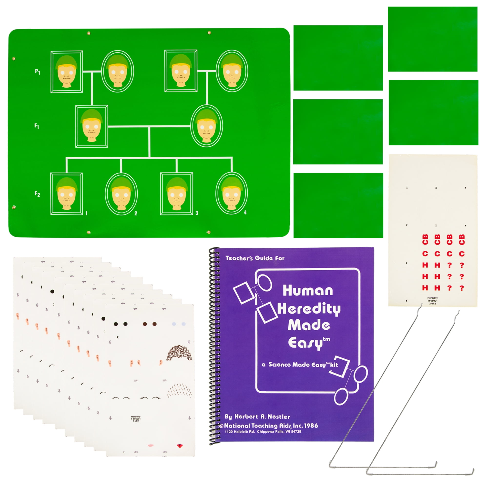 American Educational Products Model-Human Heredity Made Easy Kit ...