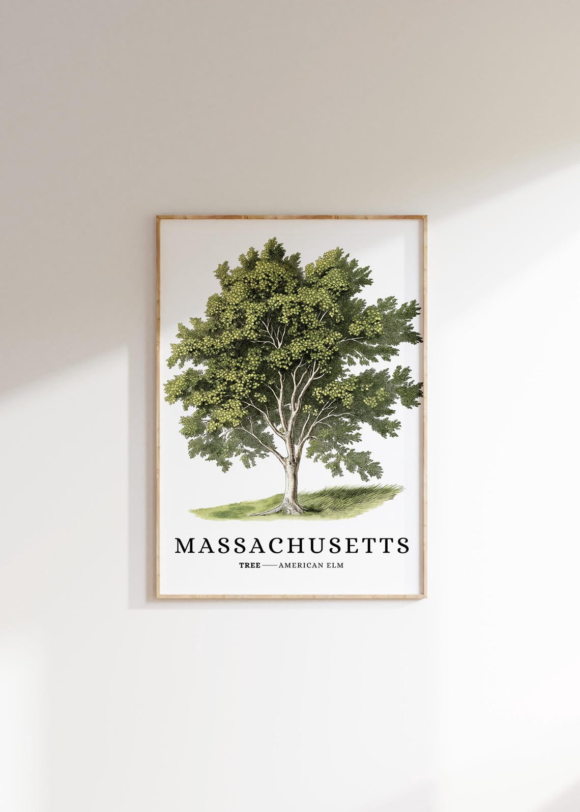 American Elm Tree Poster: Massachusetts State Symbol, Unframed Poster ...