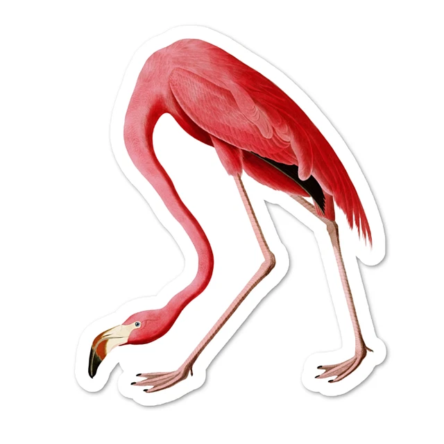 American Flamingo Bird Sticker, Scrapbooking, Laptopphone Decal Water ...