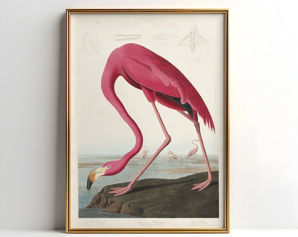 American Flamingo, Flamingo Wall Art, John James Audubon Poster ...
