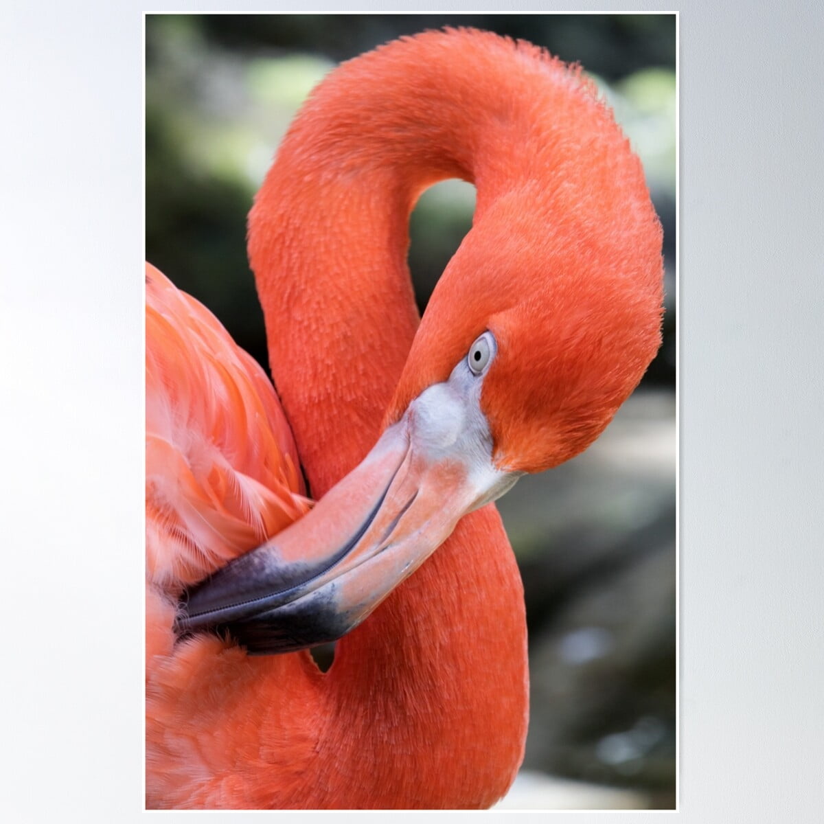 American Flamingo Poster Wall Art, Modern Wall Decor For Living Room ...