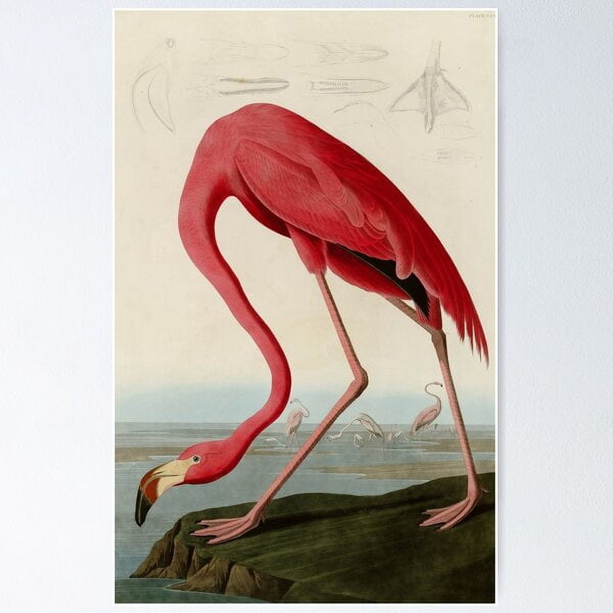 American Flamingo Vintage Bird Illustration Poster, Poster Home Decor ...