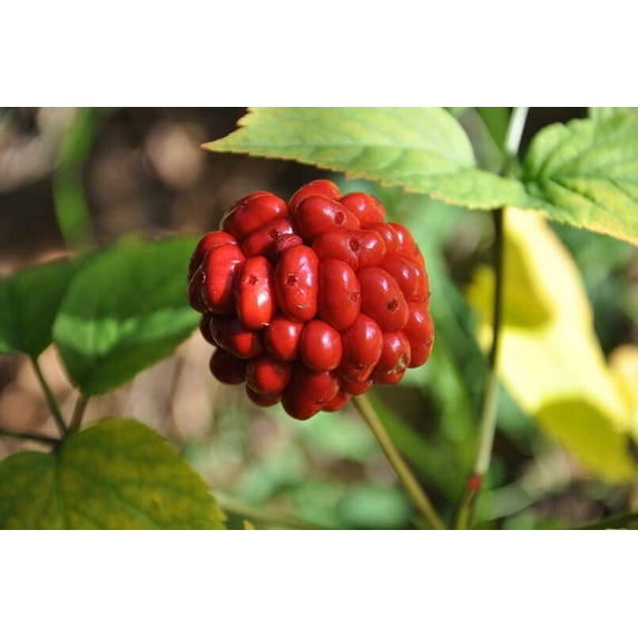 American Ginseng Seeds for Planting (50 Seeds) Ready to Plant - Walmart.com
