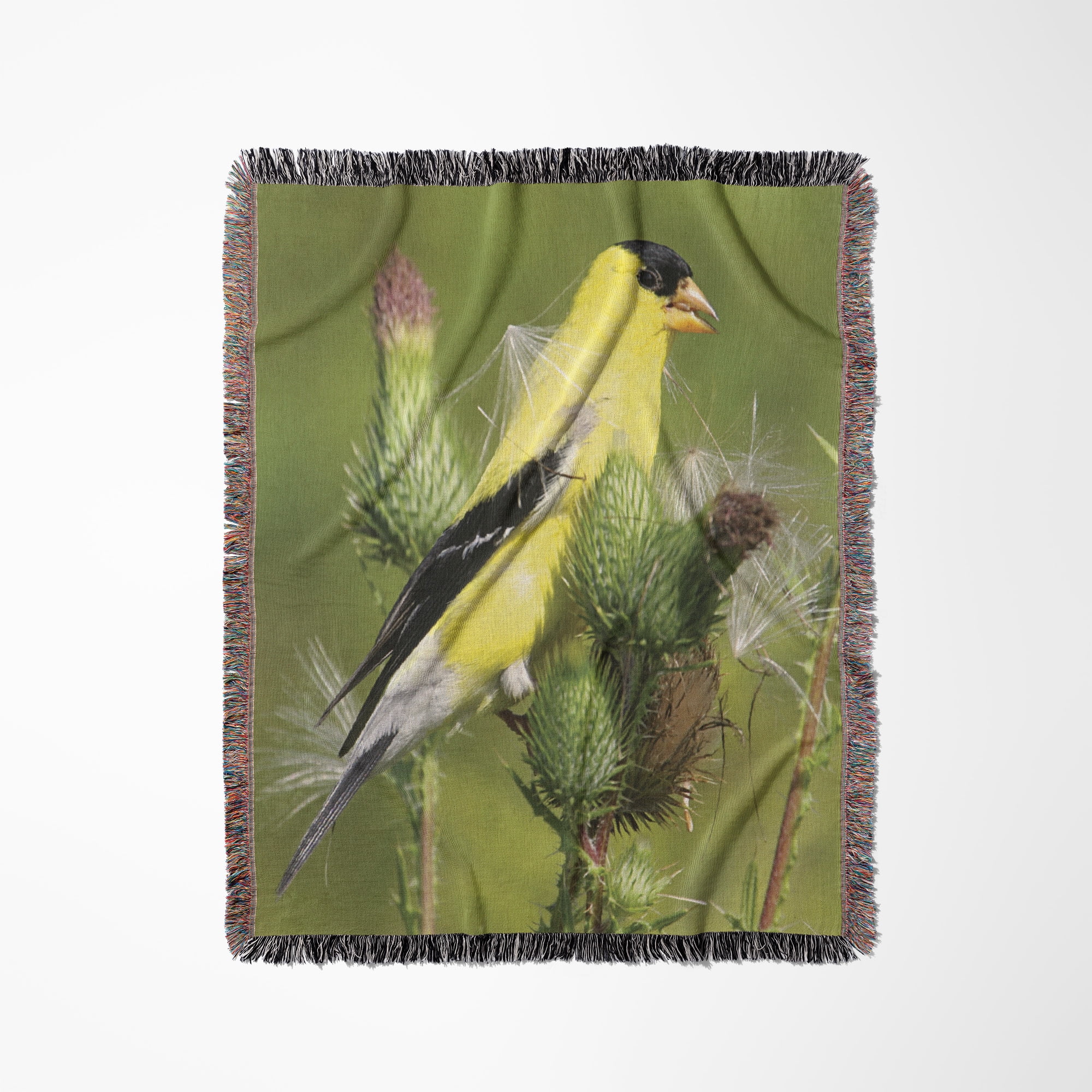 American Goldfinch Carduelis Tristis Bird Photo Animal Photography ...