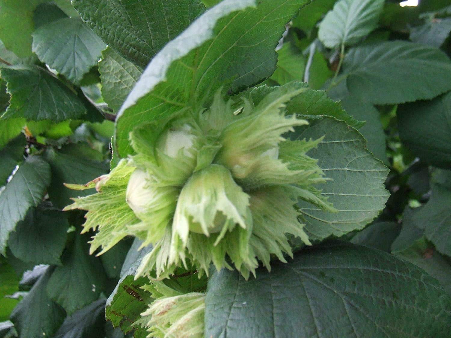 American Hazelnut,(Filbert), Corylus americana, Seeds (Edible, Showy ...