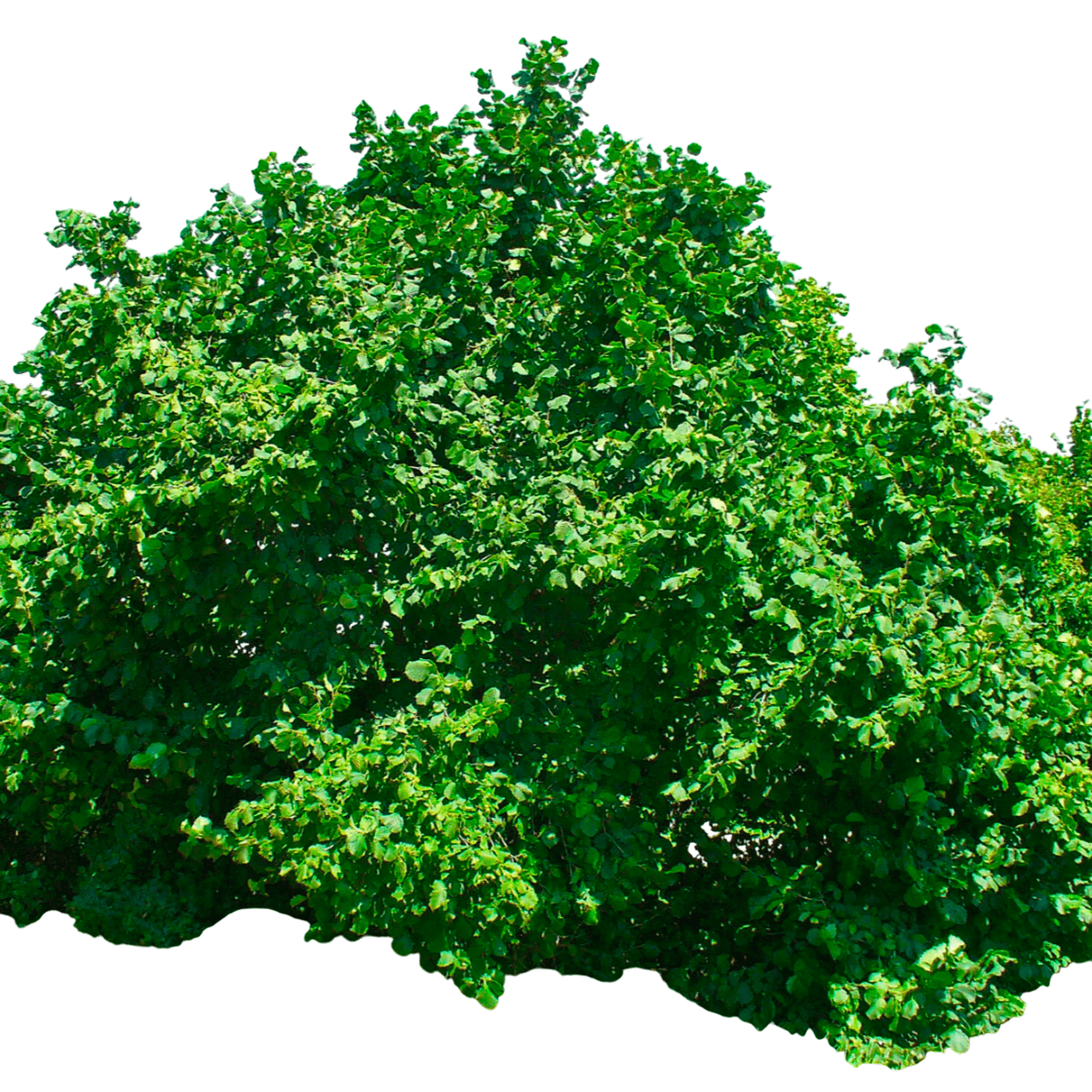 American Hazelnut Tree – 1 Gallon Potted Plant, Native Nut-Bearing ...