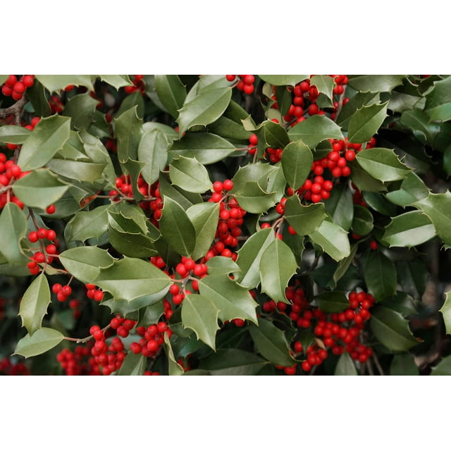 American Holly Seeds for Planting - 30 Seeds - Ilex opaca - Walmart.com