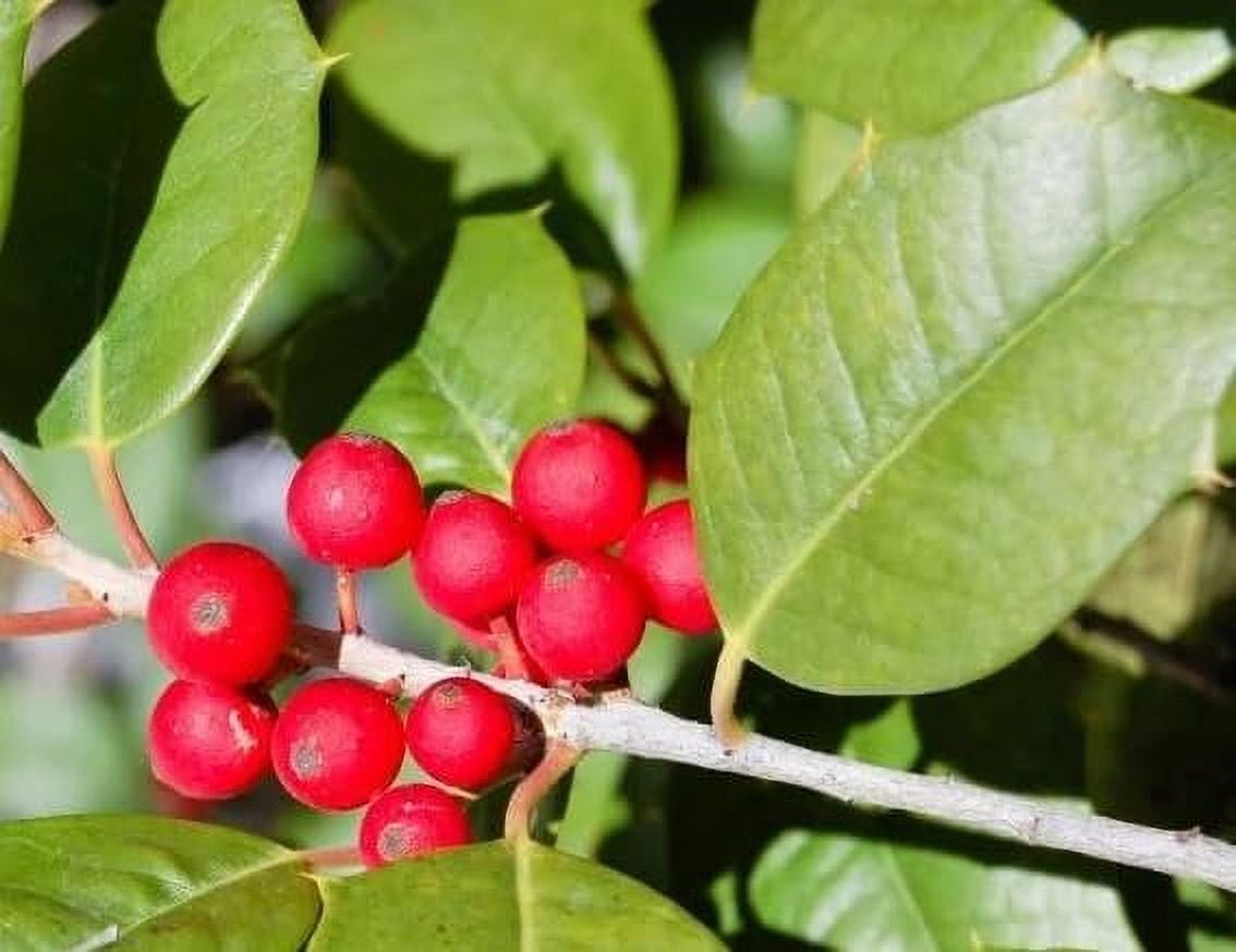 American Holly Tree Branches (12-24 Inches) for Decor, Crafts ...