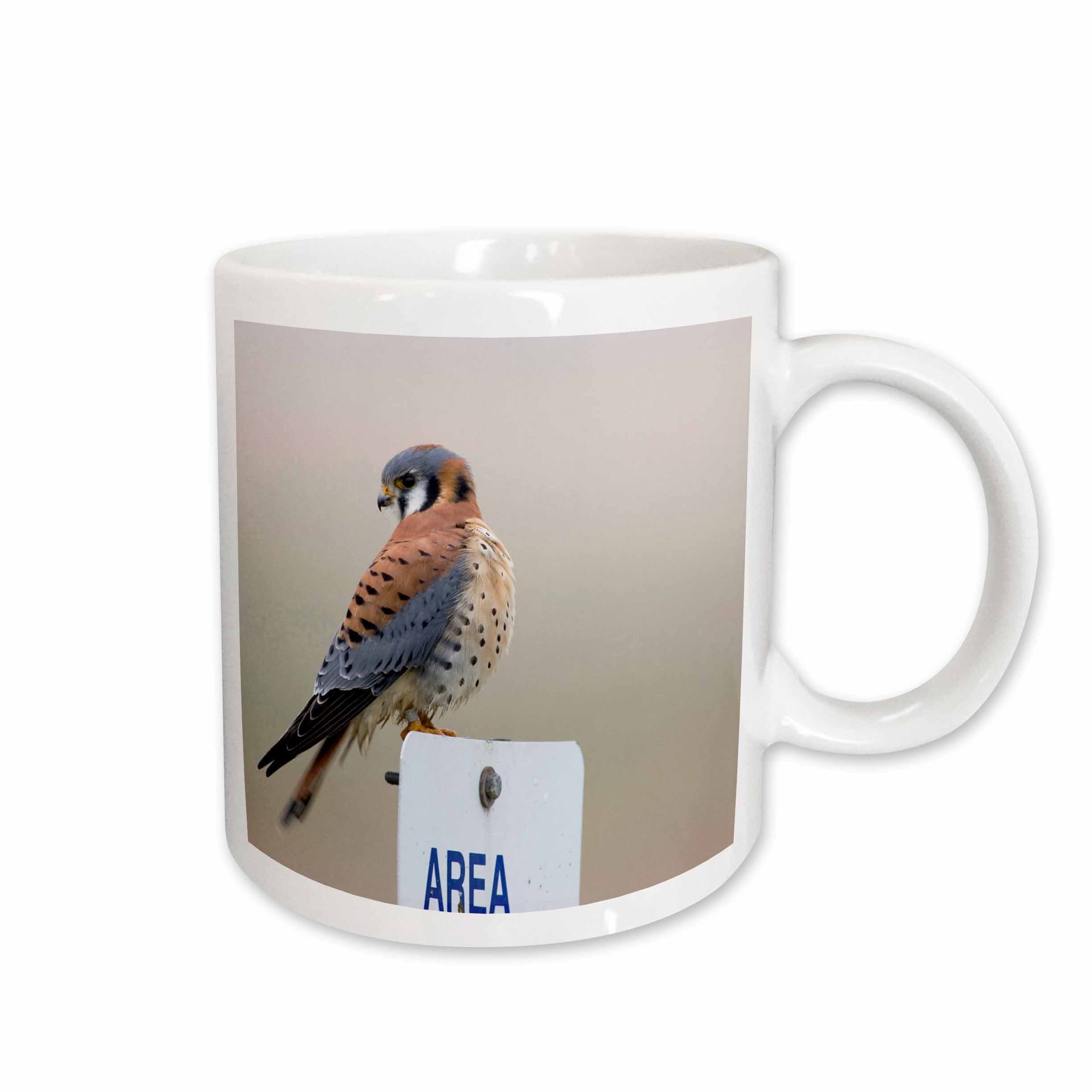 3drose, American Kestrel Bird, Ridgefield Nwr, or - Us38 Rbr0072 - Rick ...