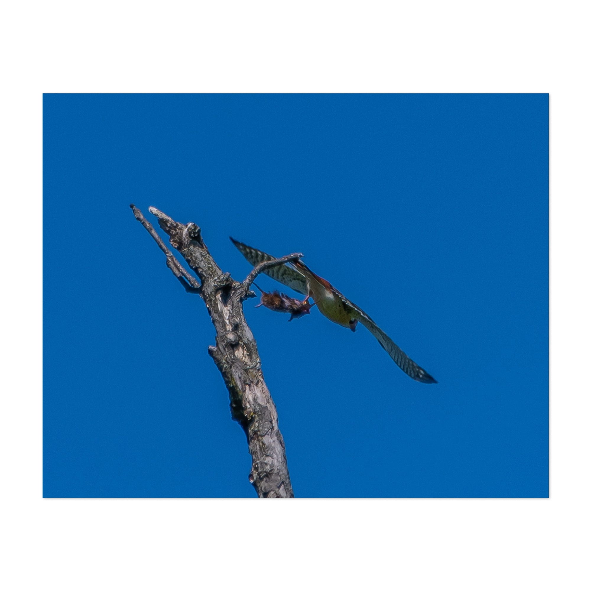 American Kestrel With Muskrat - Stewartstown Pennsylvania Photography ...