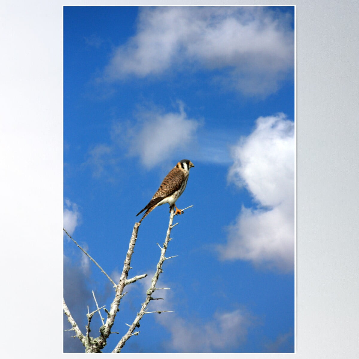 American Kestrel Poster Wall Art, Modern Wall Decor For Living Room ...