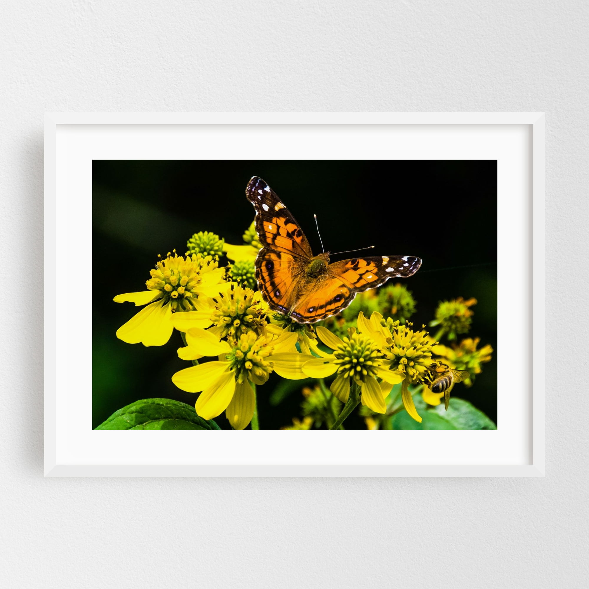 American Lady Butterfly - Virginia Photography Flowers Nature Floral ...
