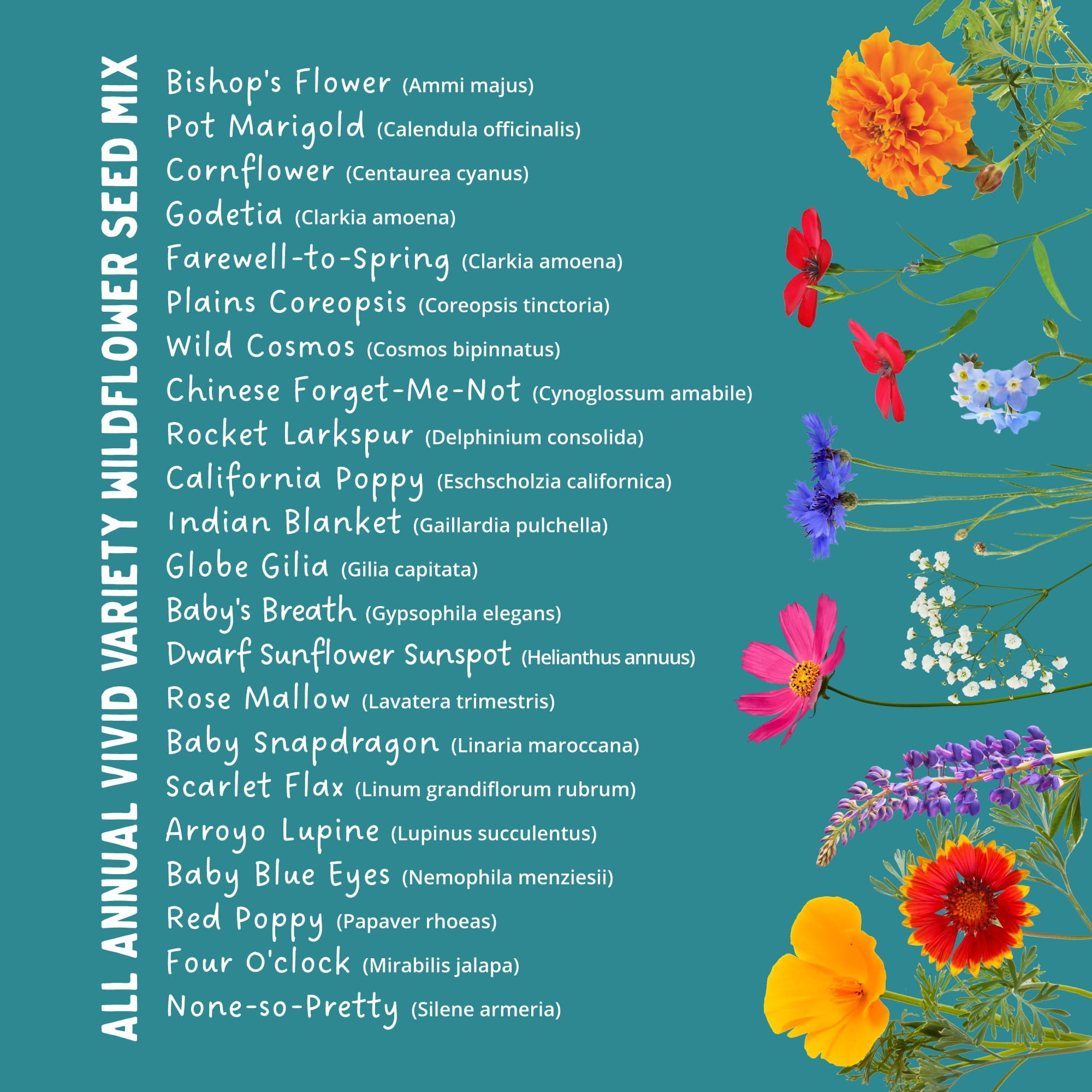 American Meadows All Annual Vivid Variety Wildflower H2FSDSeed Mix (1/2 ...