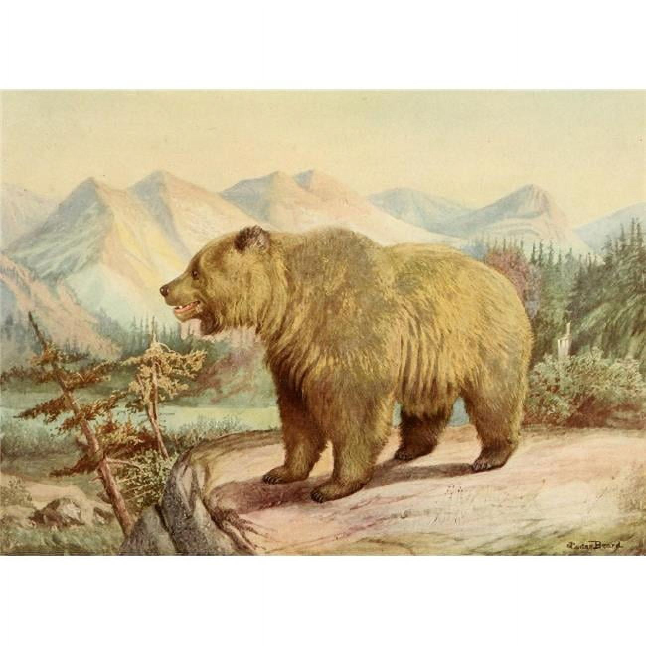 American Natural History 1914 Alaskan Brown Bear Poster Print by J ...