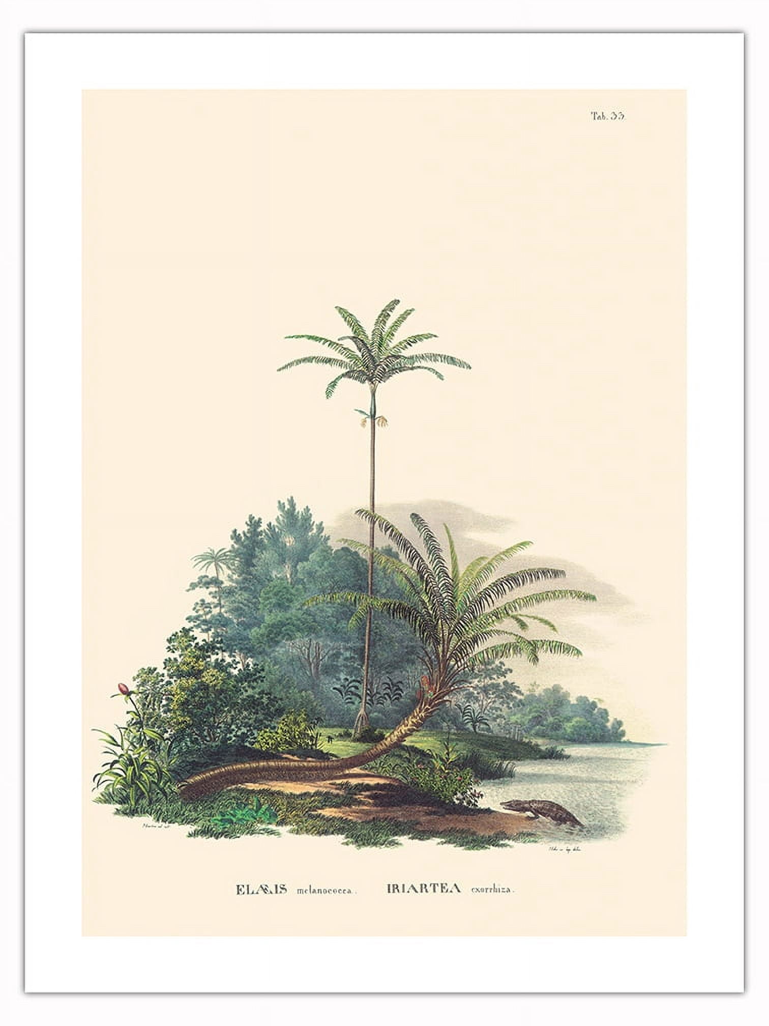 American Oil Palm (Elaeis oleifera) - Walking Palm (Socratea exorrhiza ...