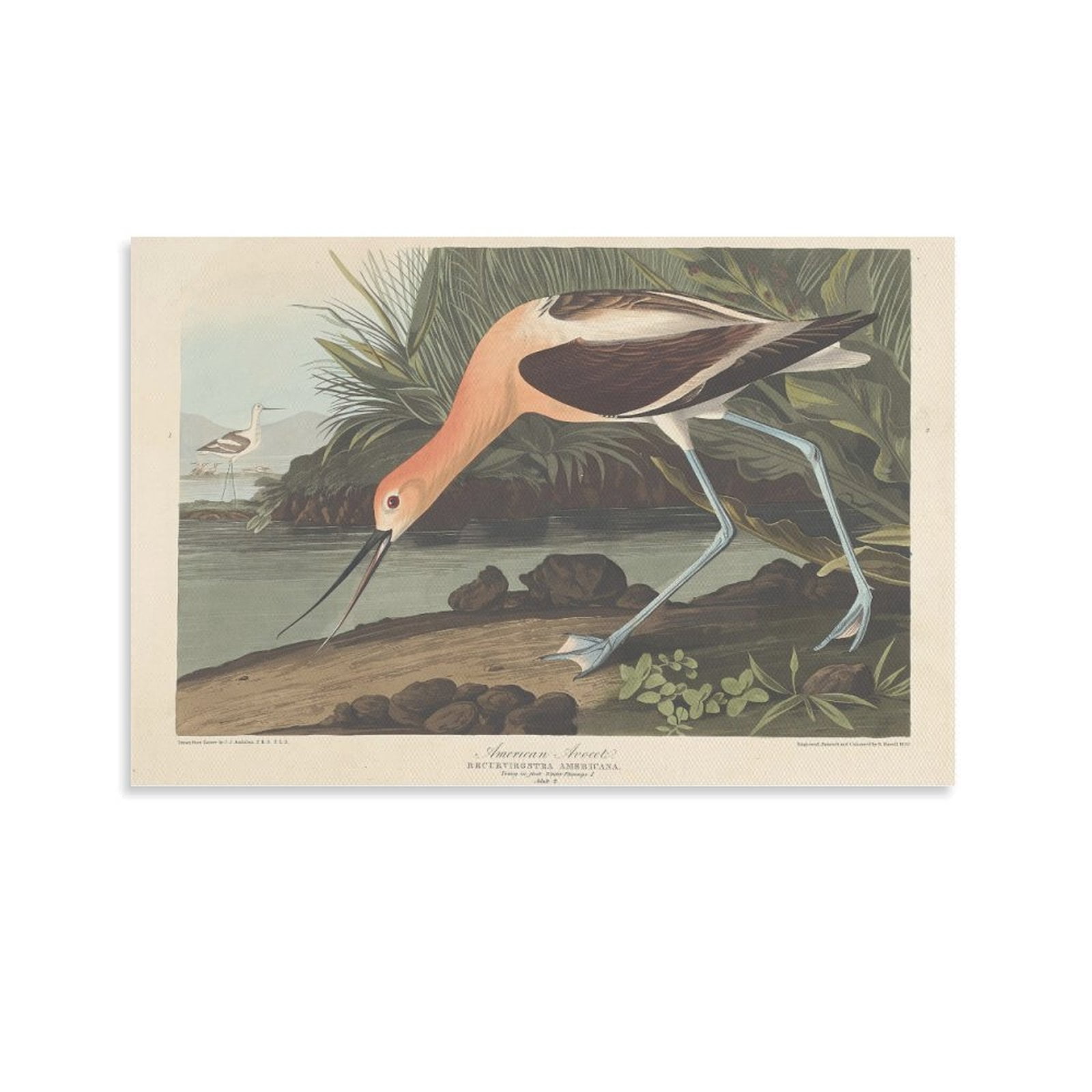 American Ornithologis Painter John James Audubon Avocet Poster Room ...