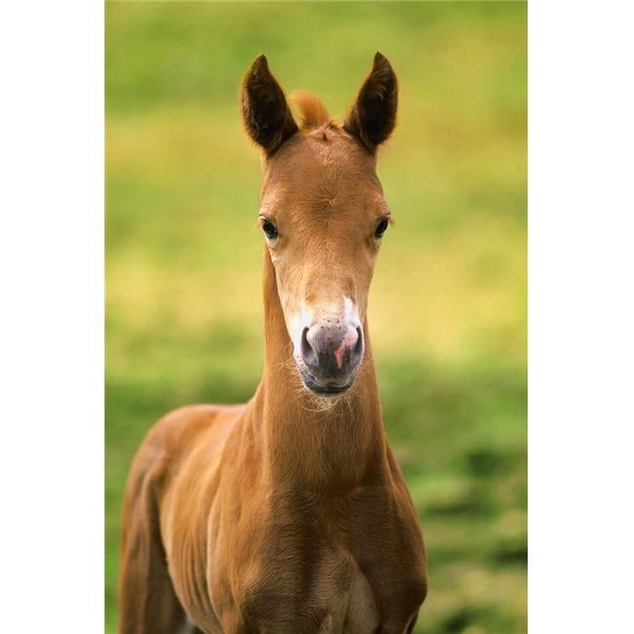 American Paint Horse Colt Poster Print by John Pitcher - 11 x 17 ...