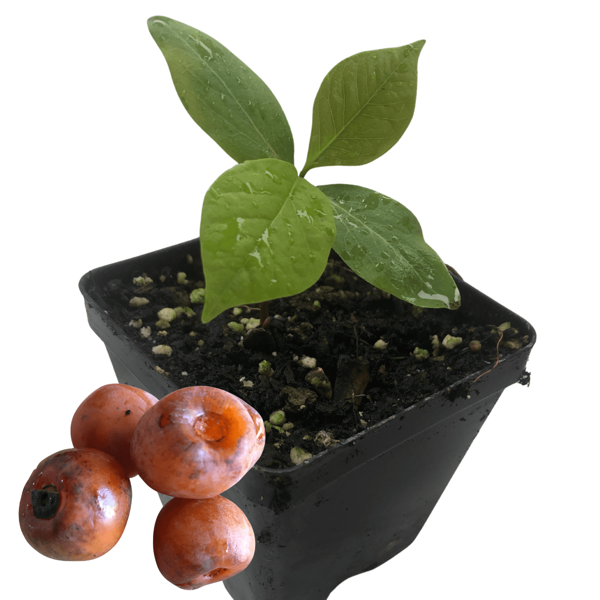 American Persimmon (Diospyros virginana) Organic Tree Seedling by Smoke ...