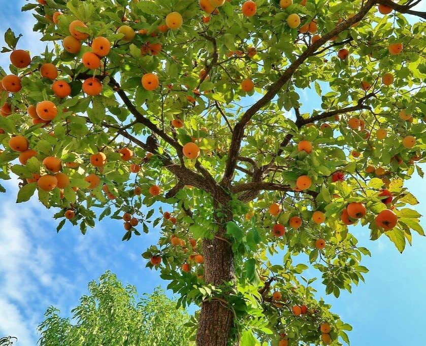 American Persimmon Tree - 6-12" Tall - 4" Pot - Live Plant - Diospyros ...