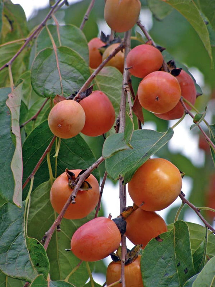 "Live American Persimmon Tree - Diospyros virginiana - Fruit Plant in 3 ...
