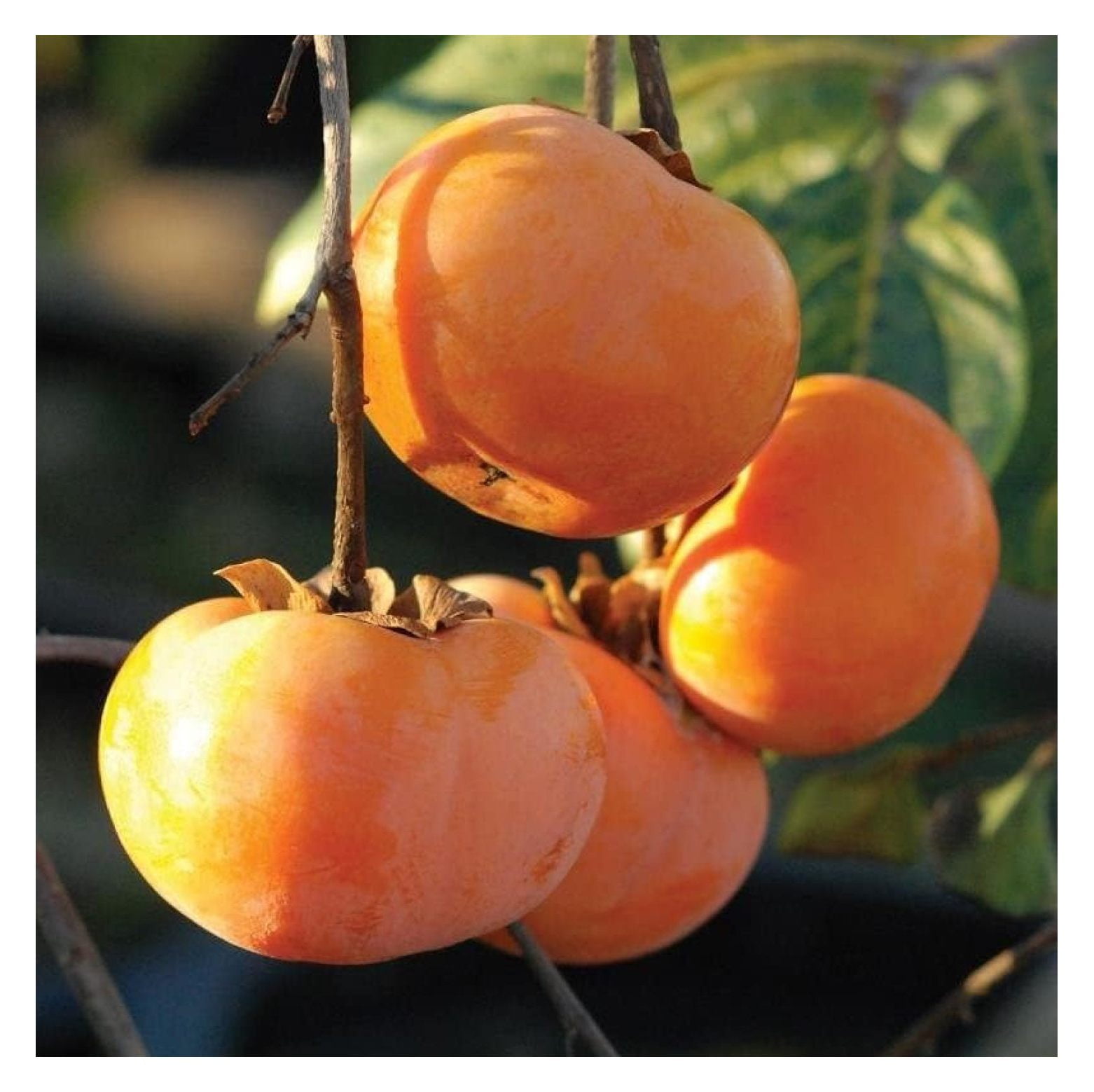 American Persimmon Tree Live Plant, 6 to 12 Inc Tall, 4 Inc Pot, Well ...
