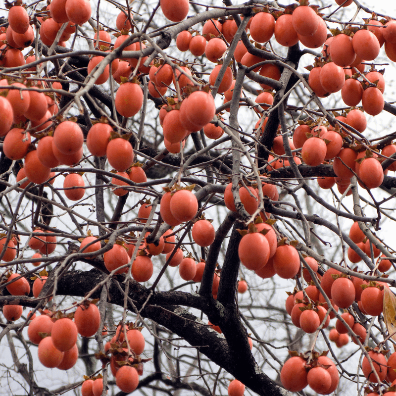 American Persimmon Tree, Persimmon Fruit Tree, 1 Year Old, 6-10 Inches ...