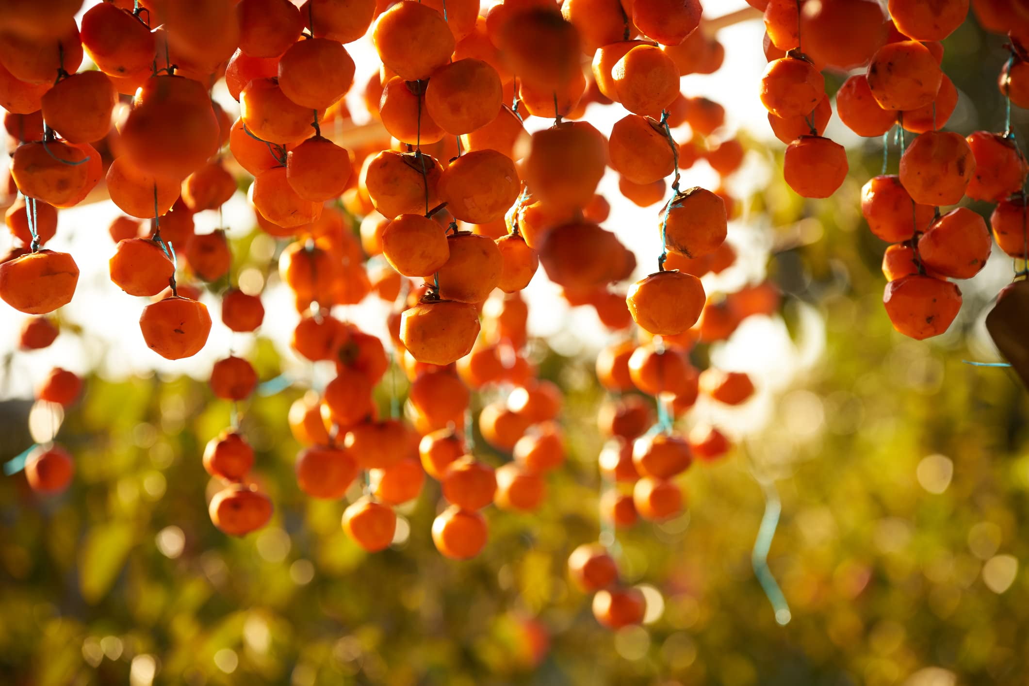 American Persimmon Tree Seeds - 20 Seeds - Made in USA, Ships from Iowa ...