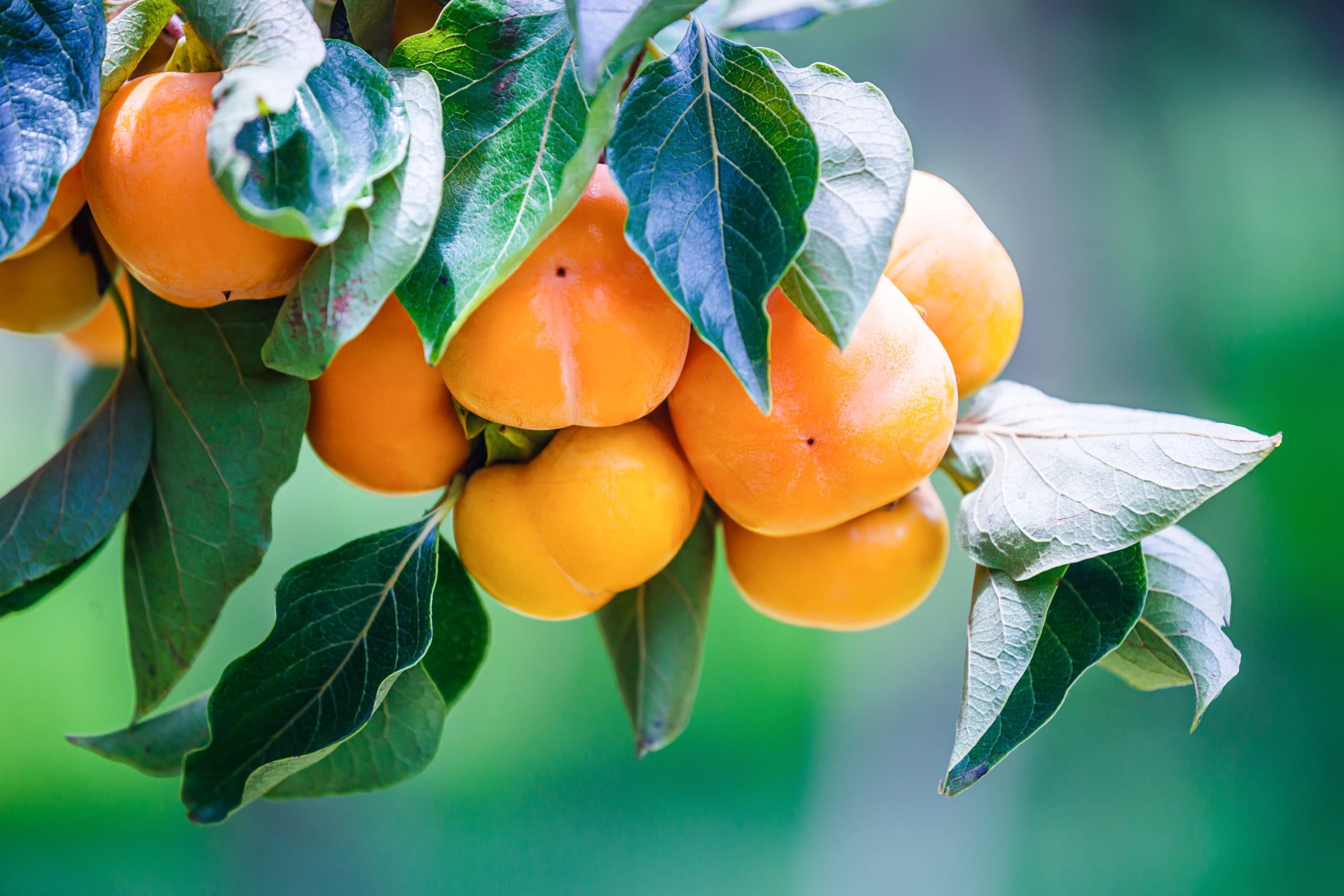 American Persimmons Tree Seedling for Planting - Delicious Persimmon ...