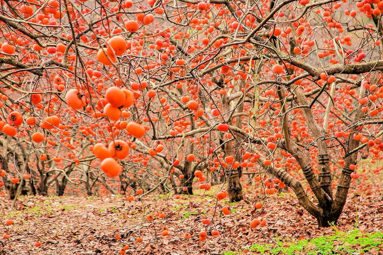 American Persimmons Tree Seedlings for Planting - Delicious Persimmon ...