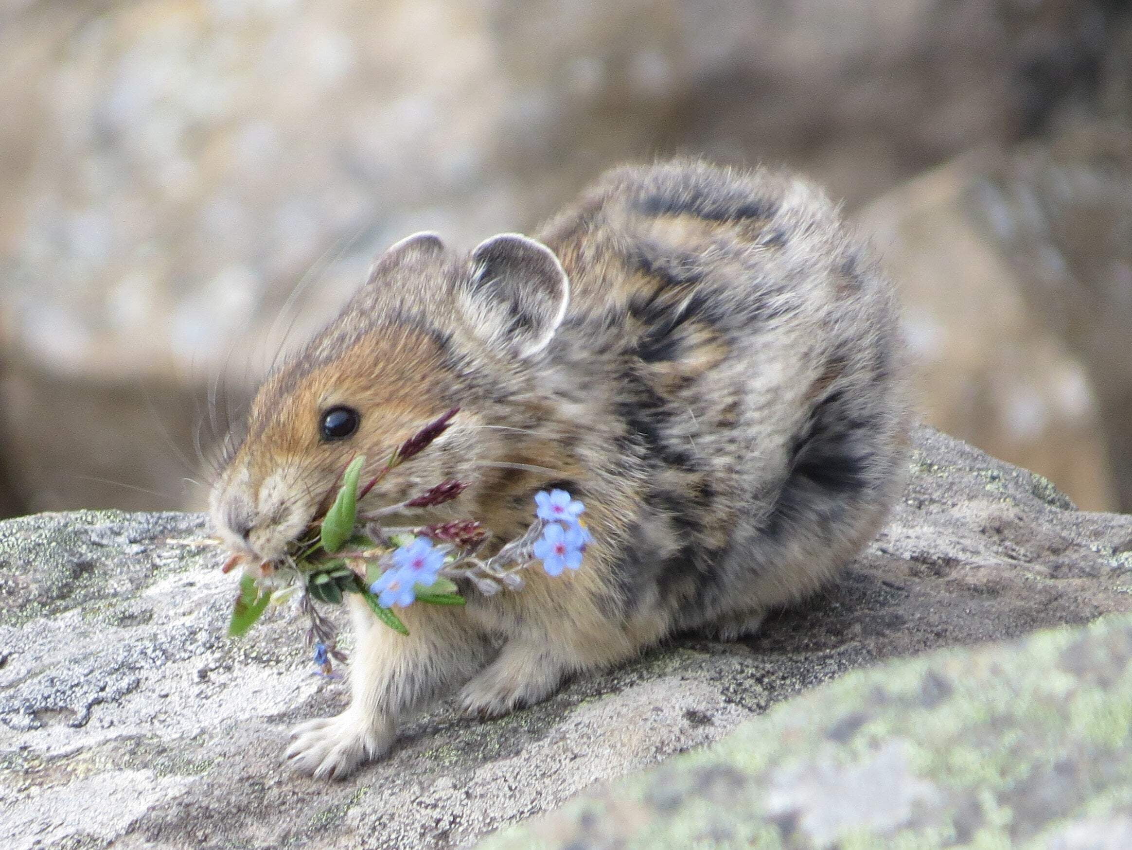 American Pika Rodent Animal GLOSSY POSTER PICTURE PHOTO PRINT BANNER ...