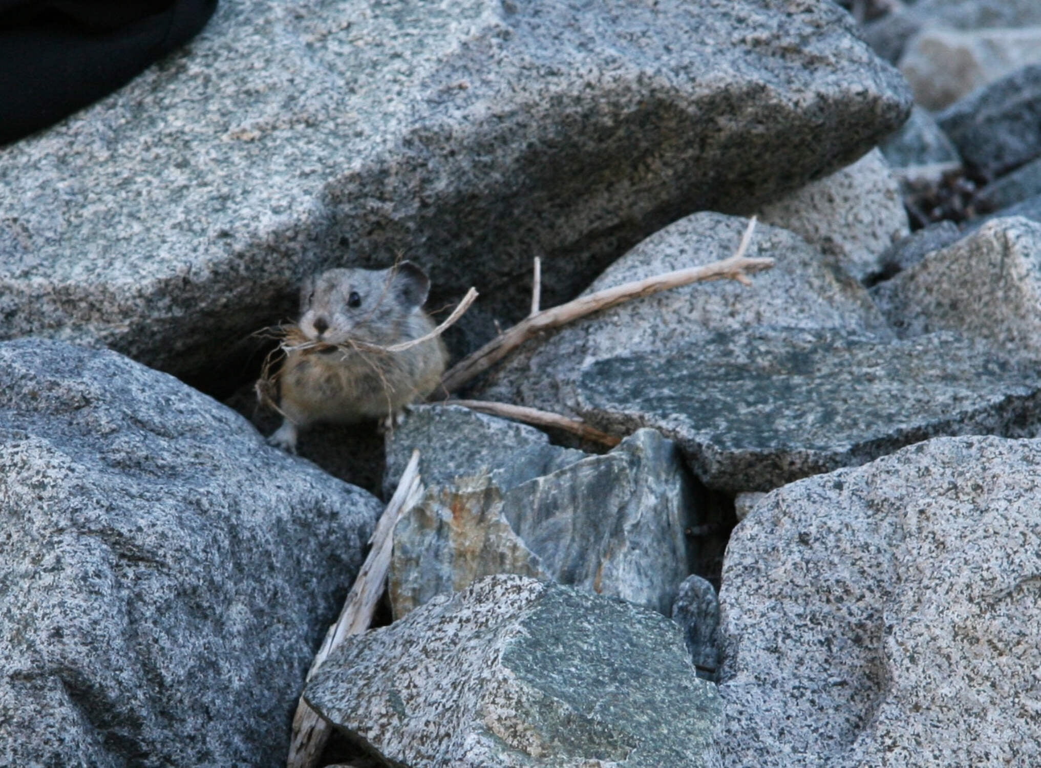 American Pika in Rocks GLOSSY POSTER PICTURE PHOTO PRINT BANNER ...